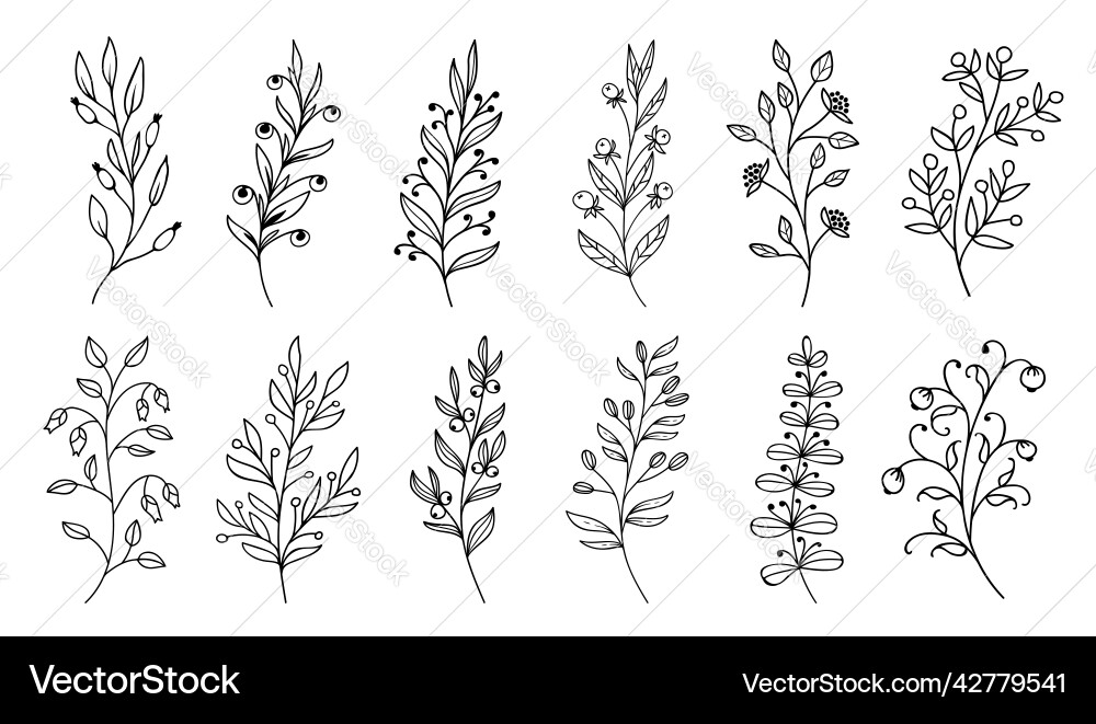 Outline twigs and sprigs with berries leaf plants Vector Image