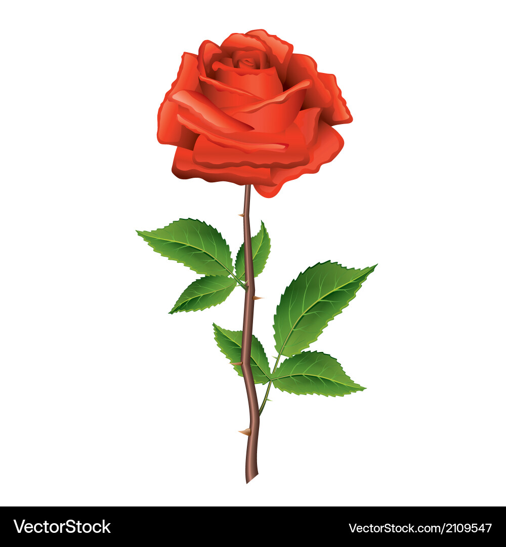 Rose Royalty Free Vector Image - VectorStock