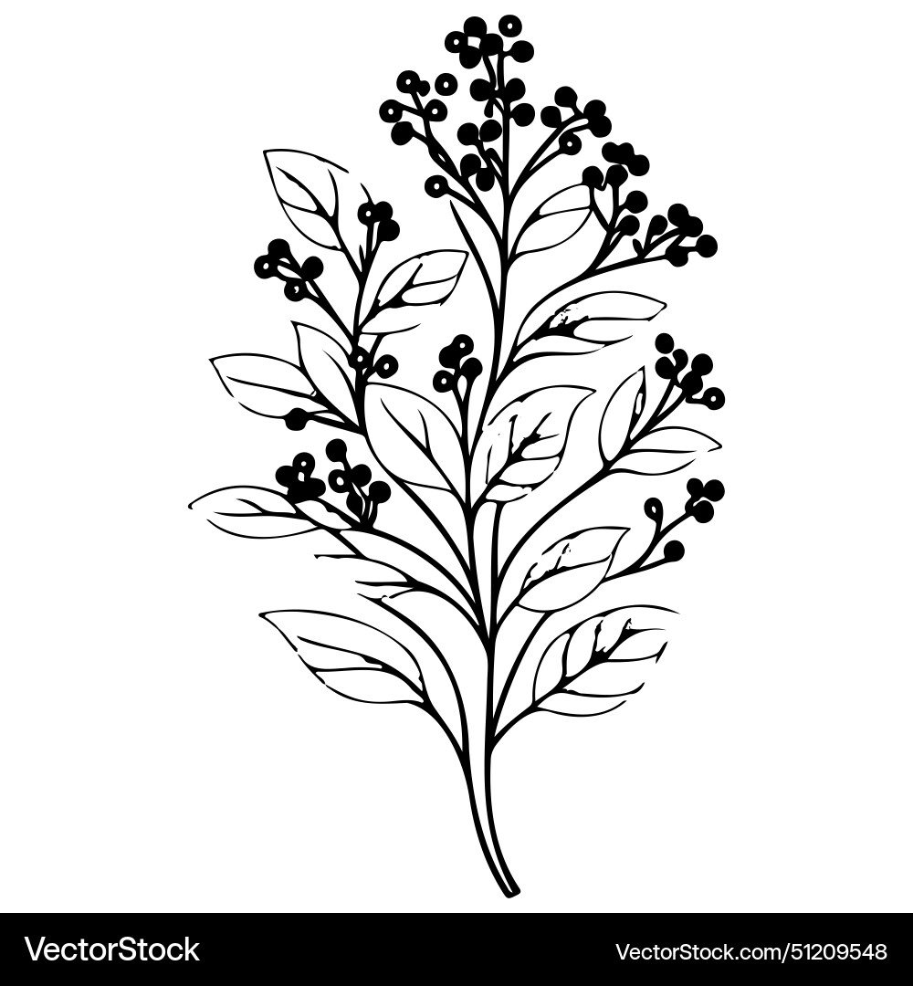 Berry flower sketch hand draw Royalty Free Vector Image