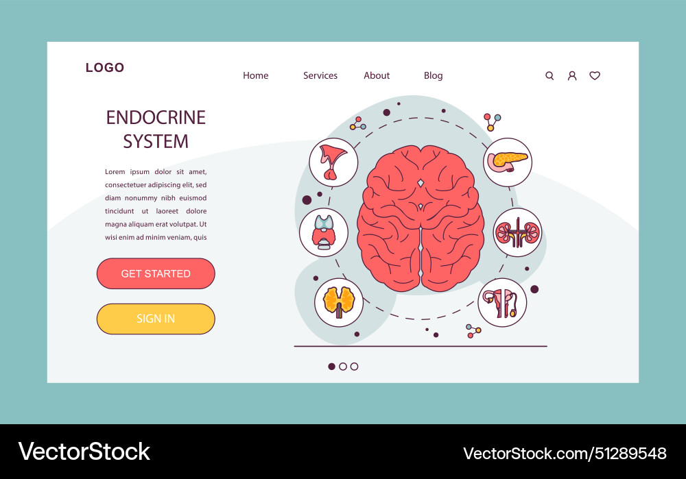 Endocrine system organ human gland function Vector Image