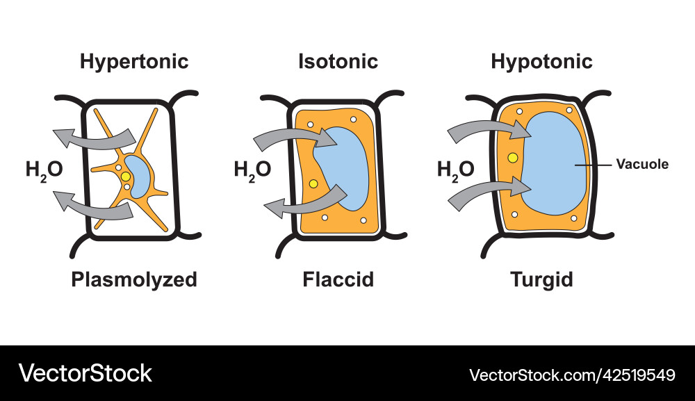 Turgid cell and plasmolysed Royalty Free Vector Image