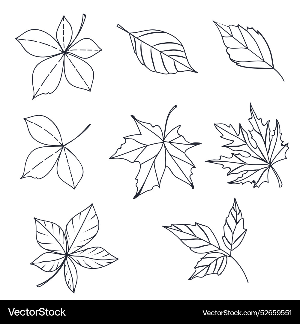 Set of simple leaf shapes contours – Free Vector | VectorStock