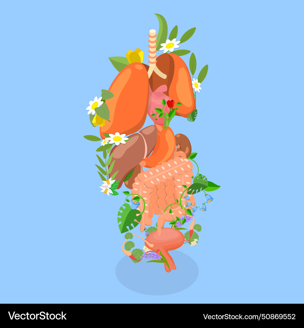 3d isometric flat of human Royalty Free Vector Image