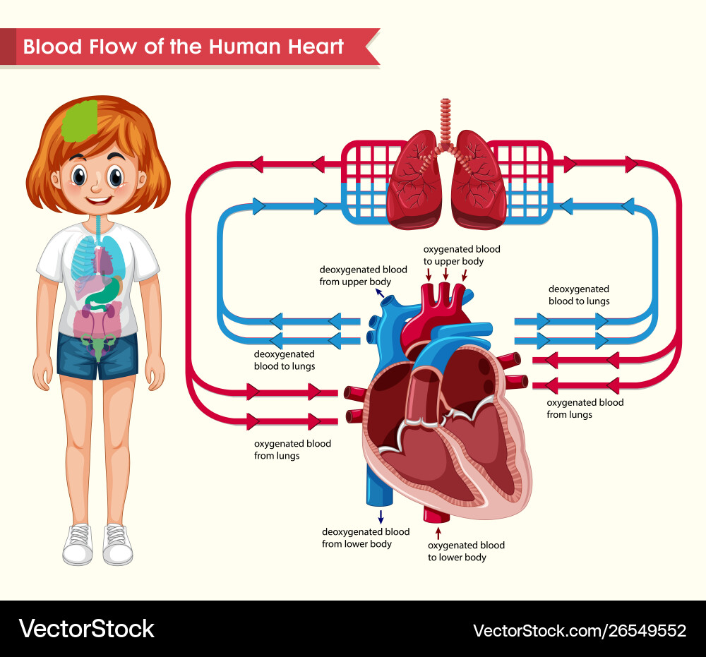 Scientific medical blood flow Royalty Free Vector Image