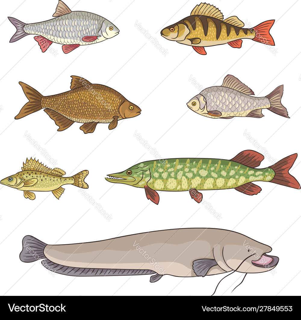 Freshwater fish Royalty Free Vector Image - VectorStock
