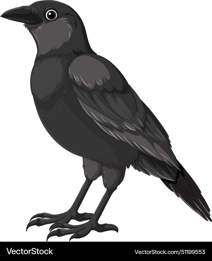 Realistic black crow standing art Royalty Free Vector Image