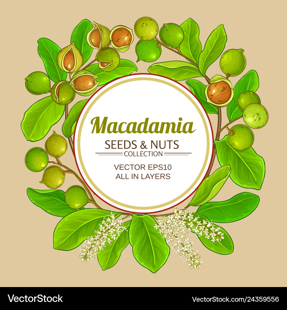 Macadamia branches frame Royalty Free Vector Image