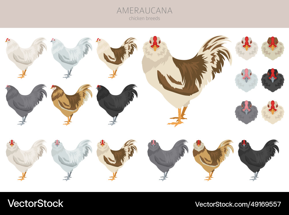 Ameraucana Chicken gezüchtet Clipart Lizenzfreier Vektor