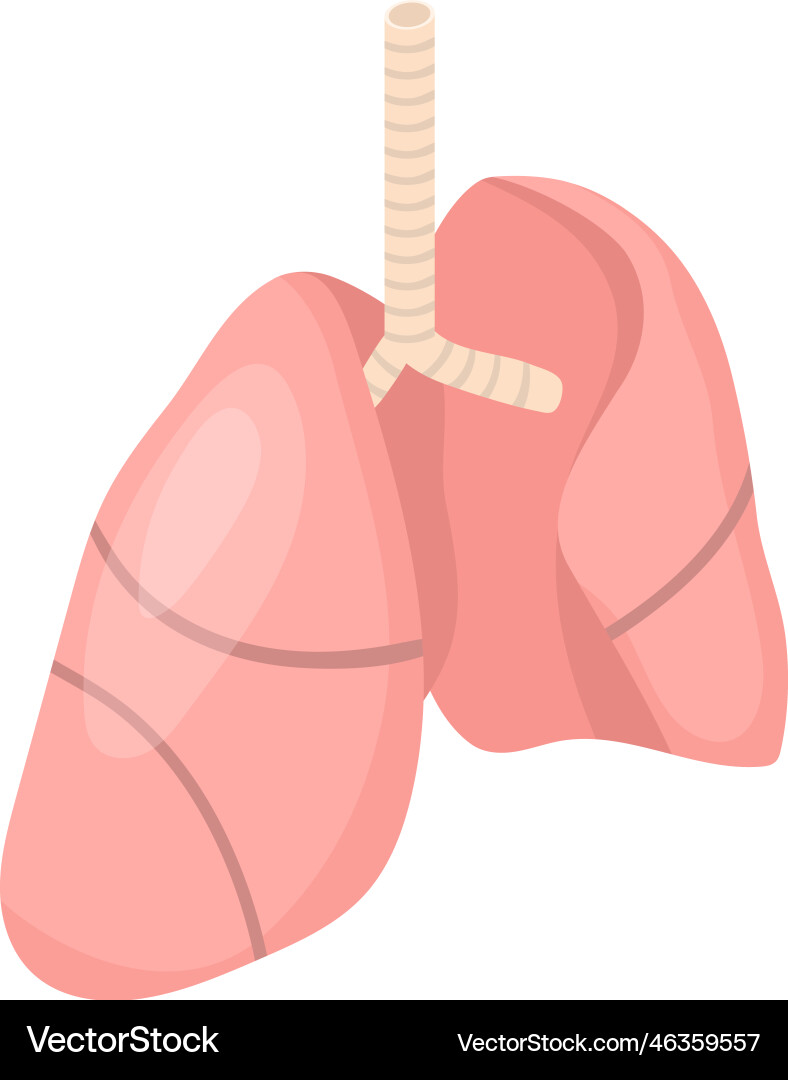 Human lungs anatomy composition Royalty Free Vector Image