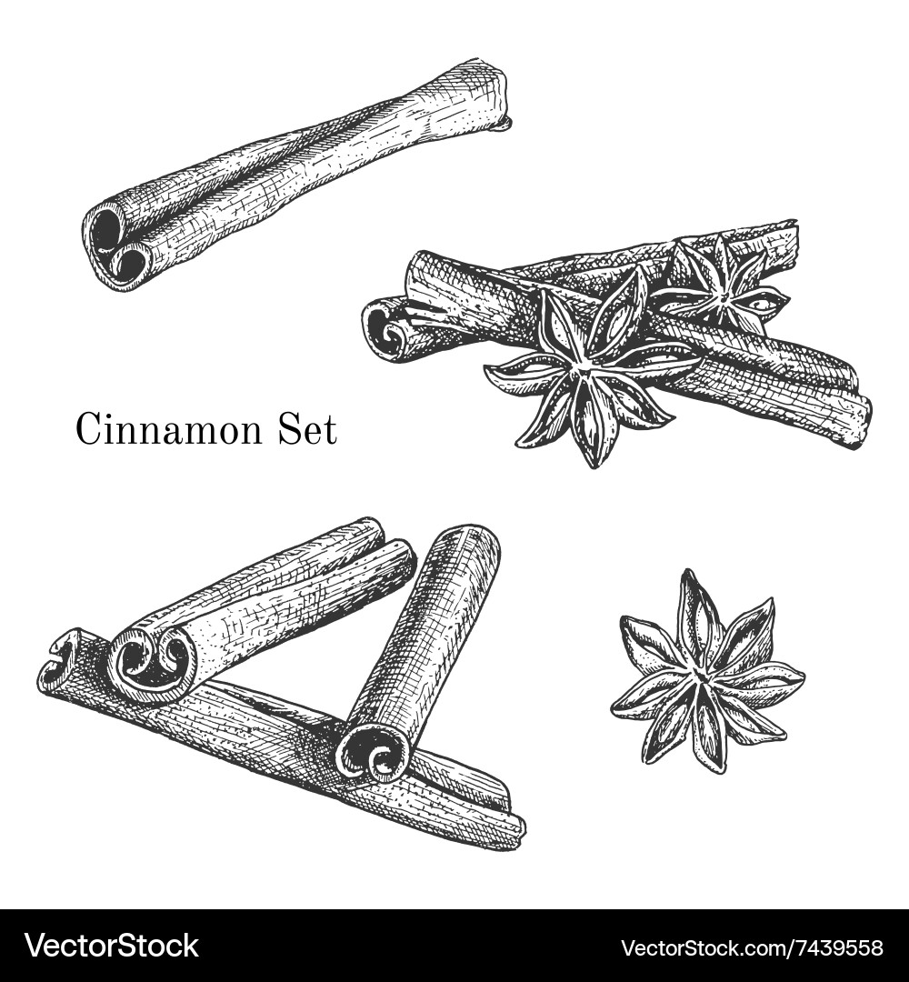 Ink hand drawn cinnamon set Royalty Free Vector Image
