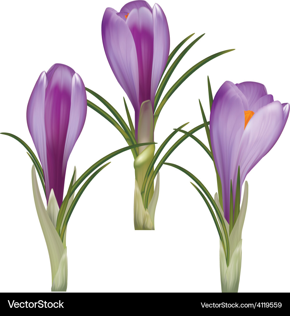 Crocus flower Royalty Free Vector Image - VectorStock