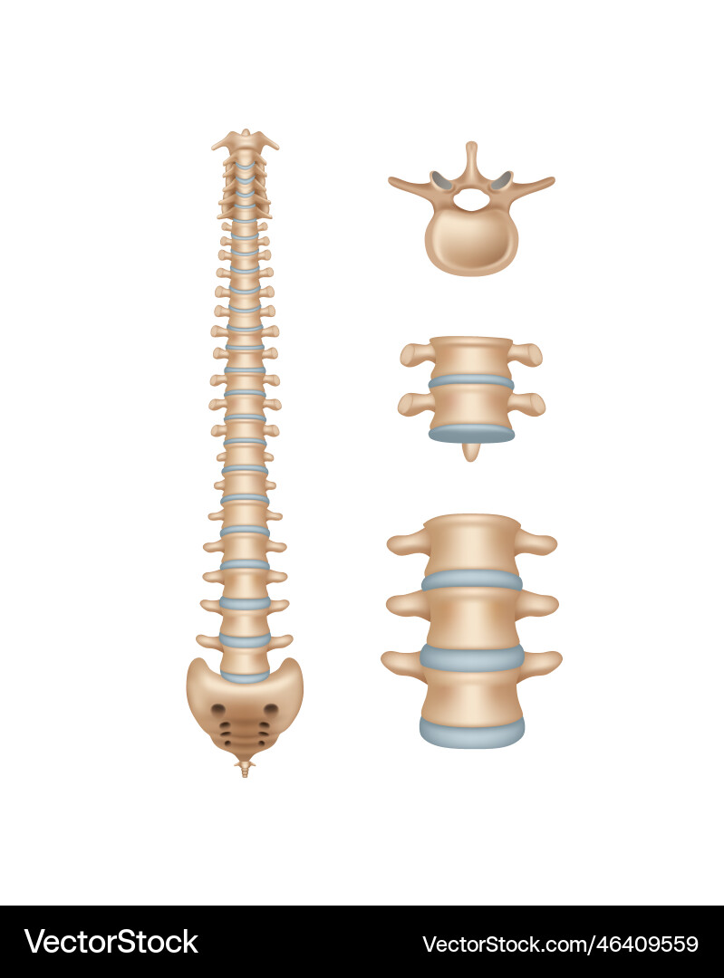 Spinal Anatomy - Vertebral Segments Royalty Free Vector