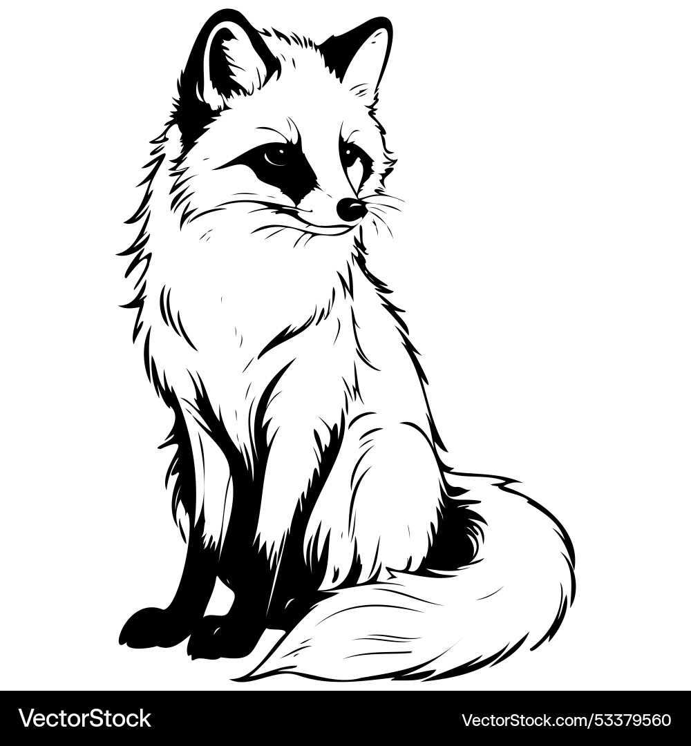 Sketches arctic fox sitting drawing outline Vector Image