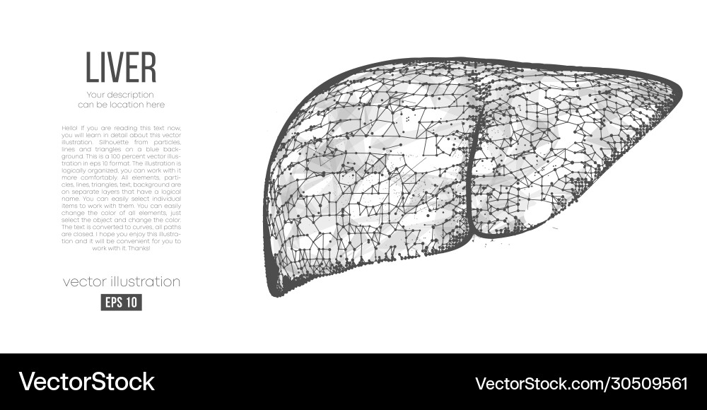 Abstract silhouette polygonal organ liver Vector Image