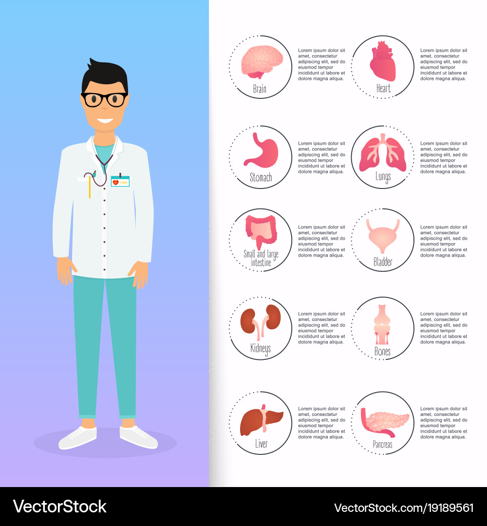 Doctor in medical uniform human internal Vector Image