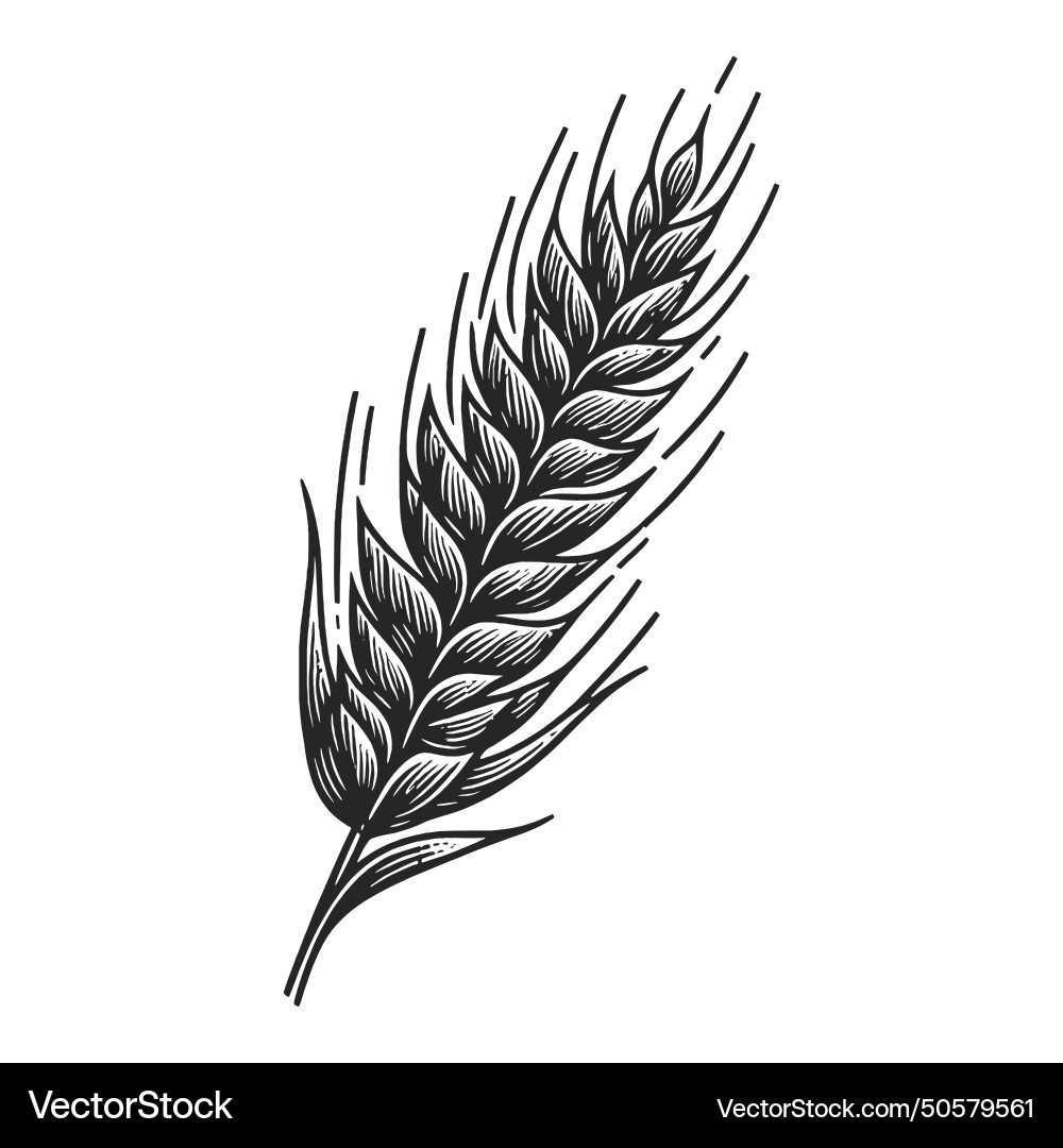 Wheat ears engraving line art Royalty Free Vector Image