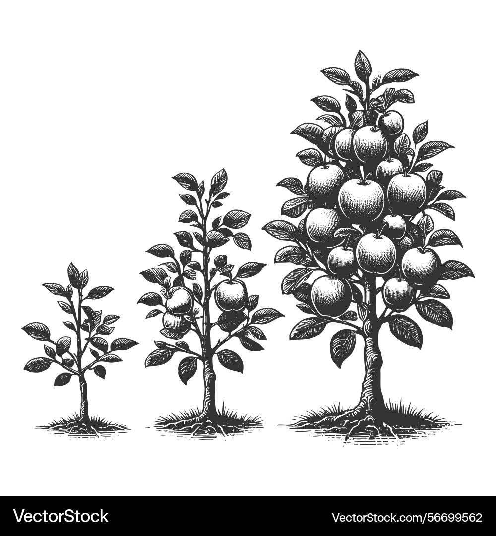 Growth stages of apple trees sketch Royalty Free Vector