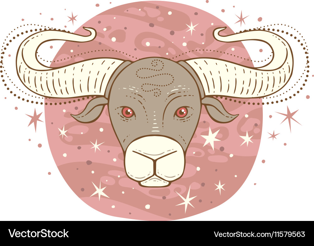 Taurus zodiac sign Royalty Free Vector Image - VectorStock