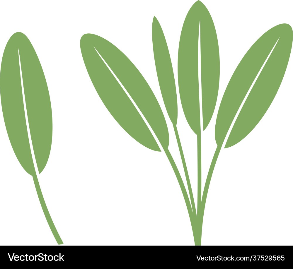 Sage Royalty Free Vector Image - VectorStock