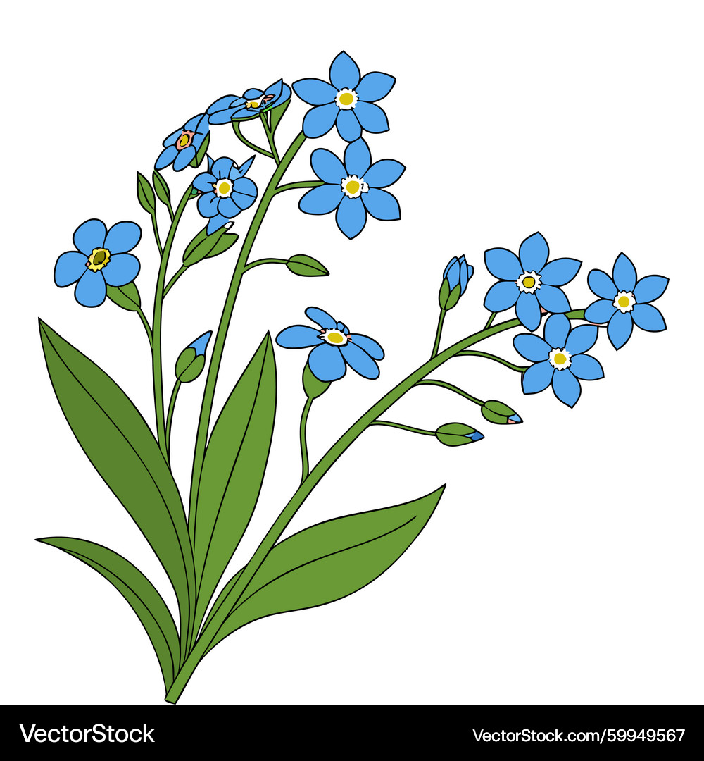 Blue forget- me- not flowers and buds Royalty Free Vector