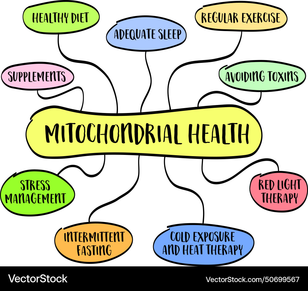 Mitochondrial health concept - mind map Royalty Free Vector
