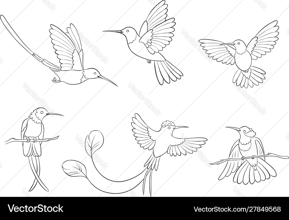 Different hummingbirds in outlines Royalty Free Vector Image