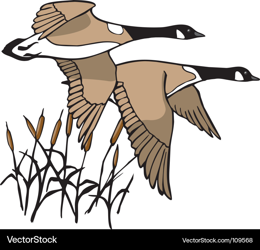 Canada Geese Vector Images (over 140)