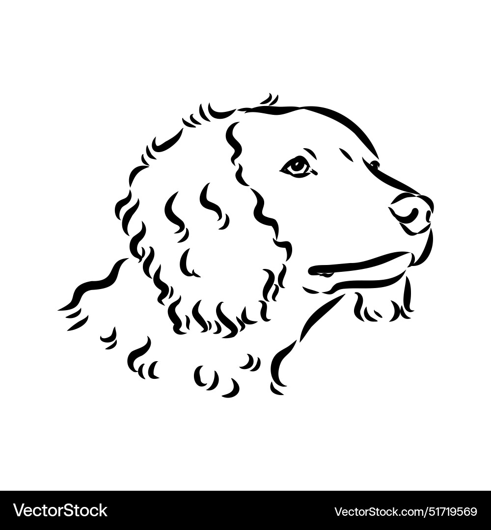 American water spaniel dog face Royalty Free Vector Image