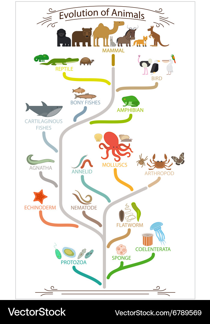 Biological evolution animals scheme Royalty Free Vector