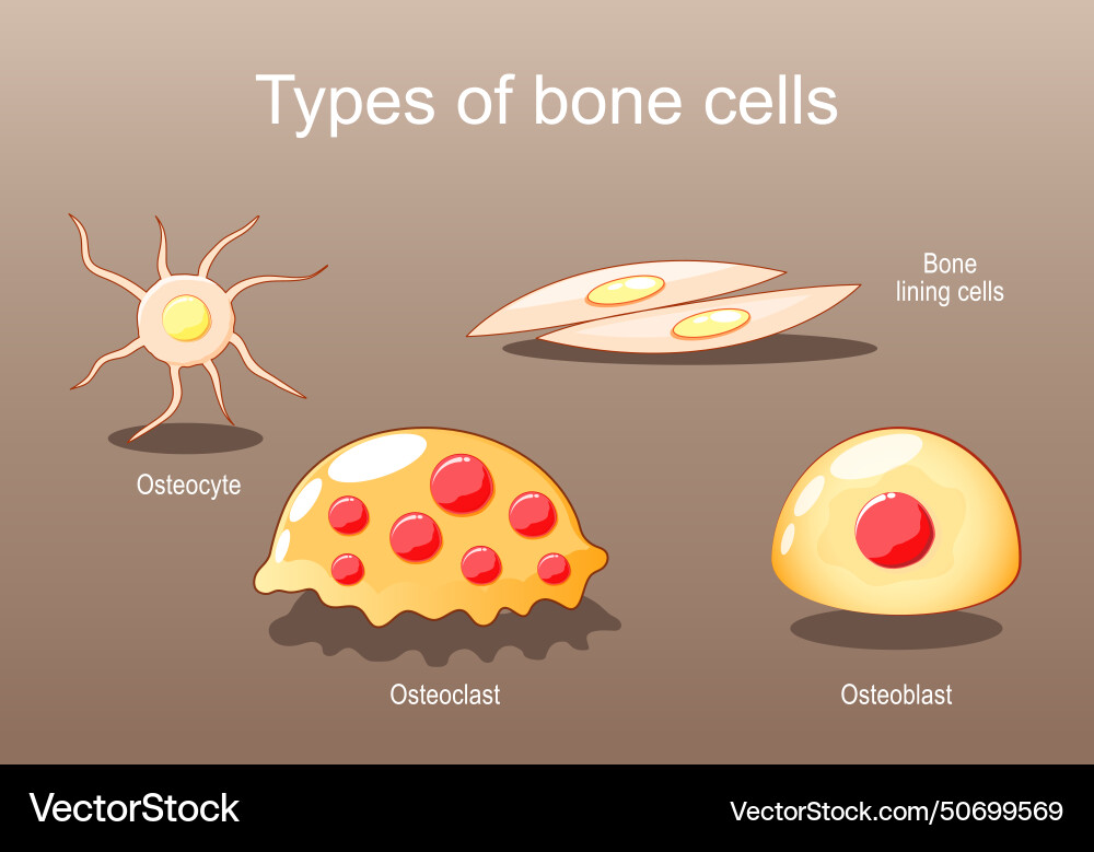 Types of bone cells osteocyte lining Royalty Free Vector