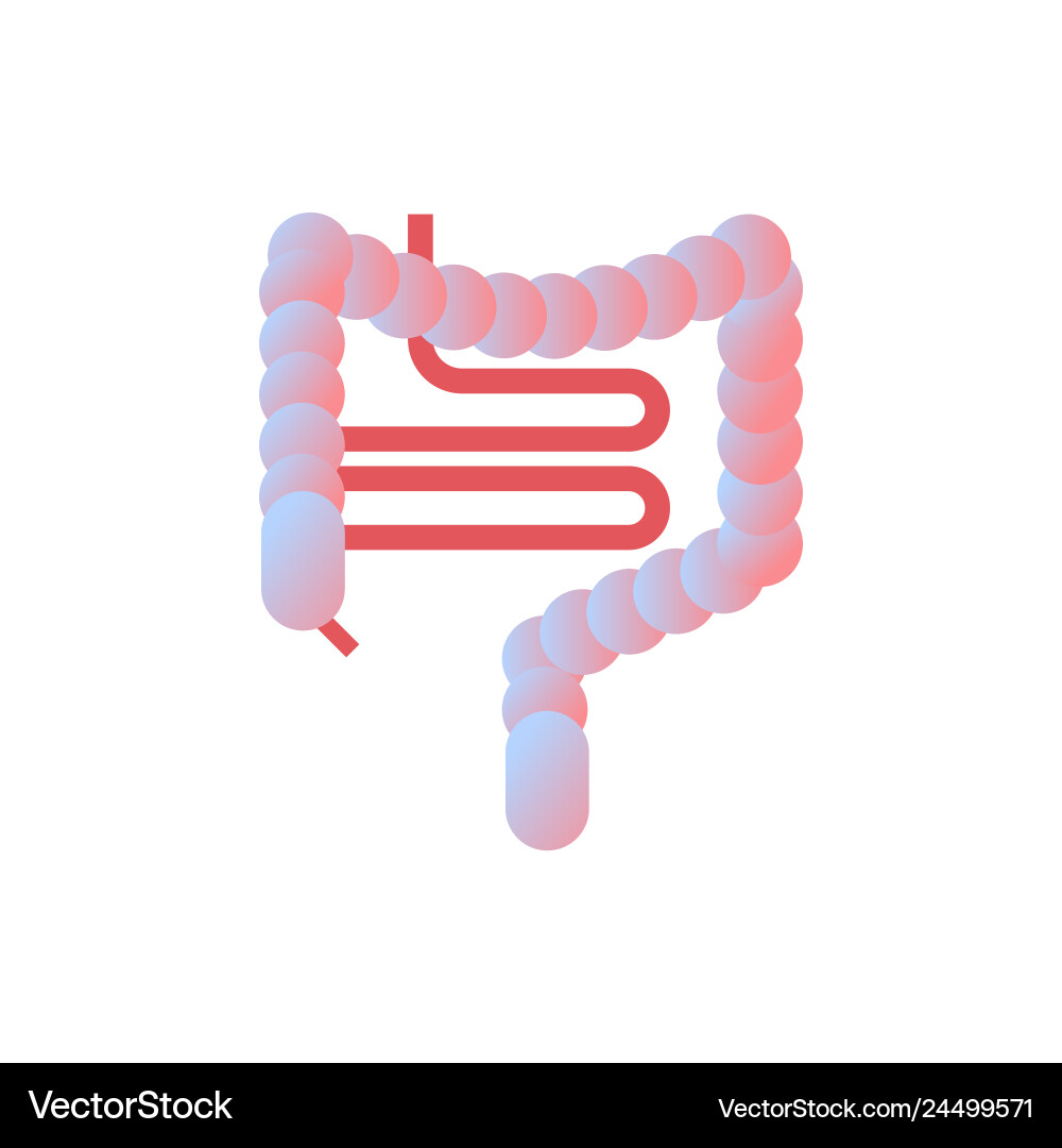 Human digestive system intestine internal organ Vector Image