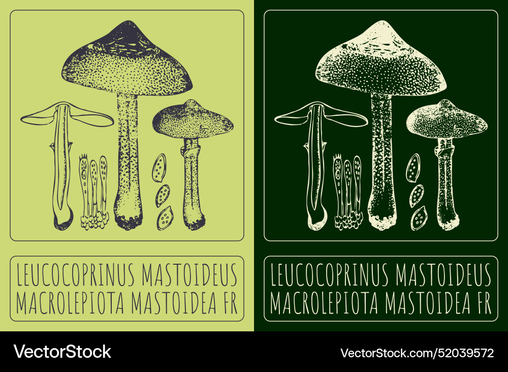 Drawing leucocoprinus mastoideus hand drawn Vector Image