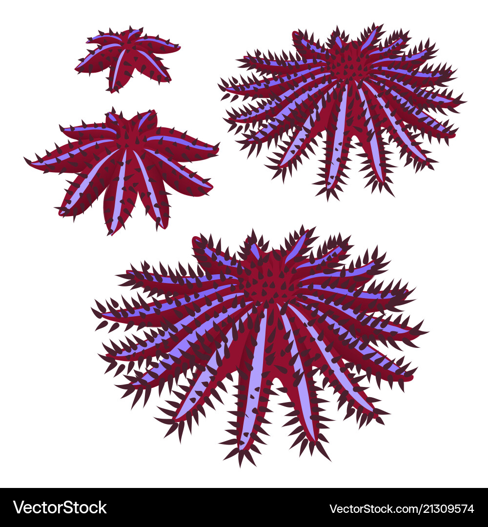 Growth stage of crown thorns starfish Royalty Free Vector