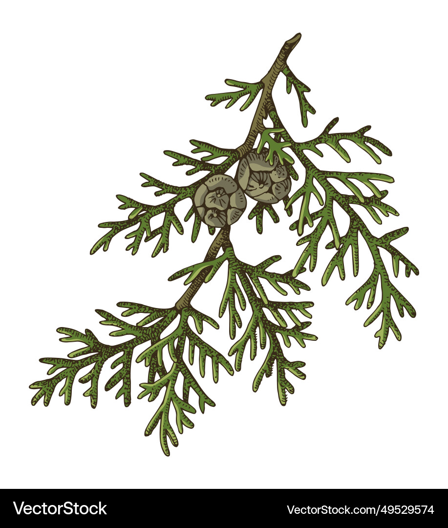 Italian Cypress Branch with Cones Royalty Free Vector Image