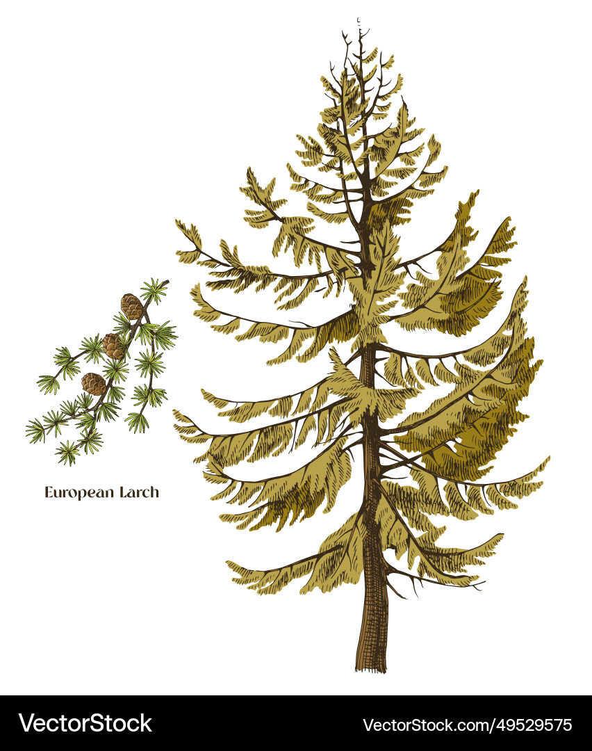 European larch tree and branch Royalty Free Vector Image