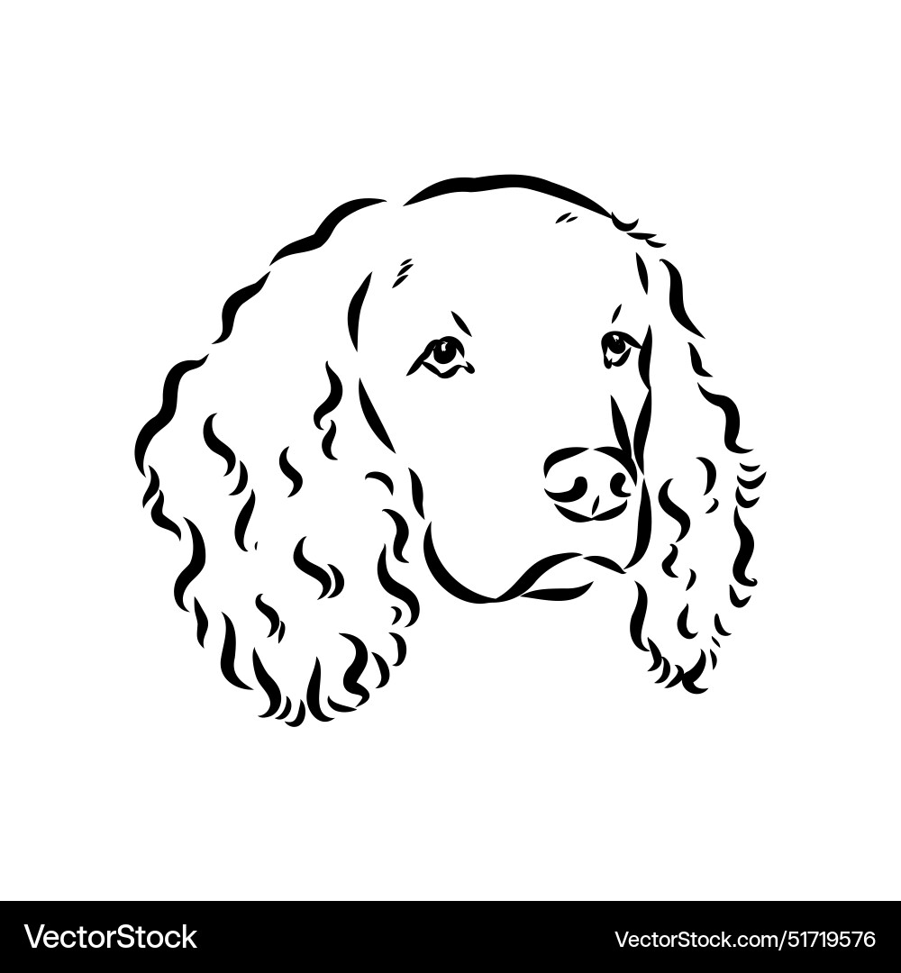 American water spaniel dog face Royalty Free Vector Image