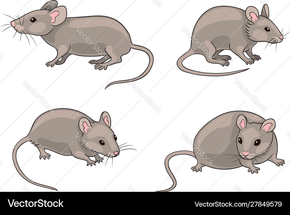 Cute Grey Mice Collection Royalty Free Vector Image