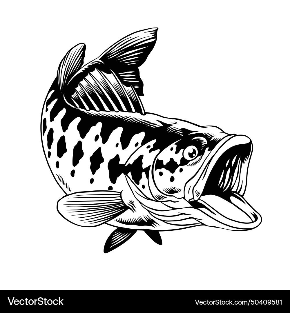 Largemouth bass fish isolated Royalty Free Vector Image