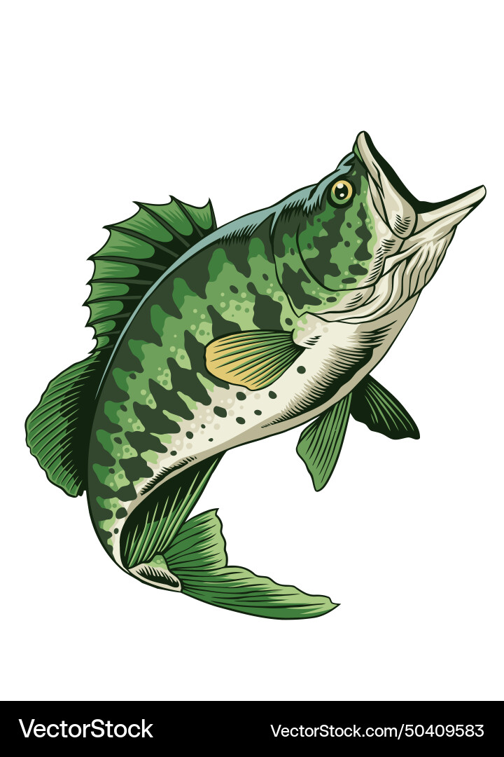 Largemouth bass fish Royalty Free Vector Image