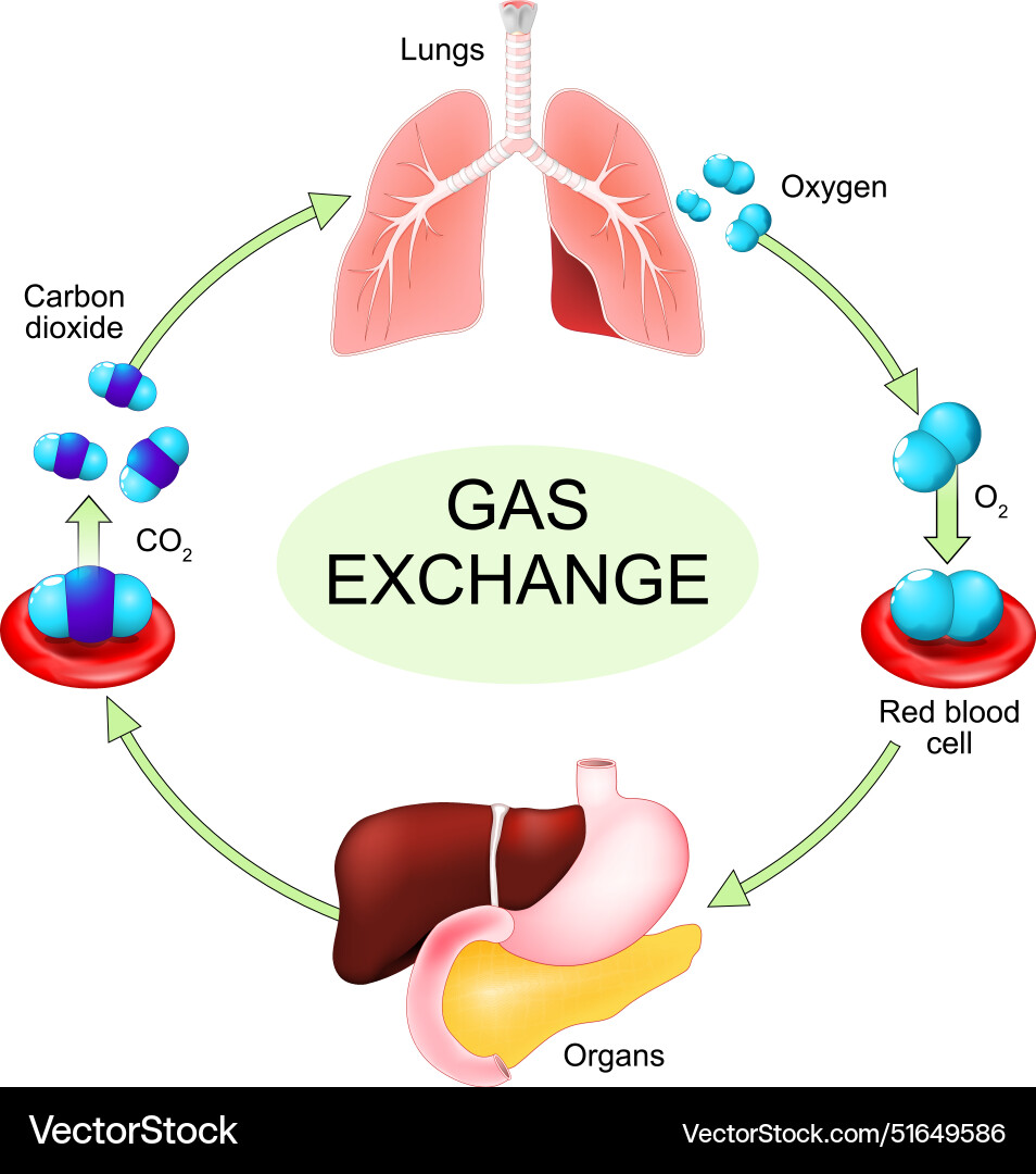 Gas exchange process breathing inhalation Vector Image