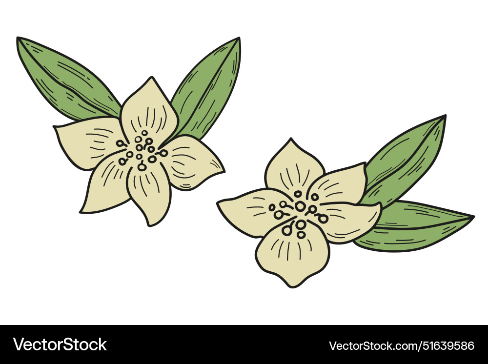 Jasmine flower sketch hand drawn Royalty Free Vector Image
