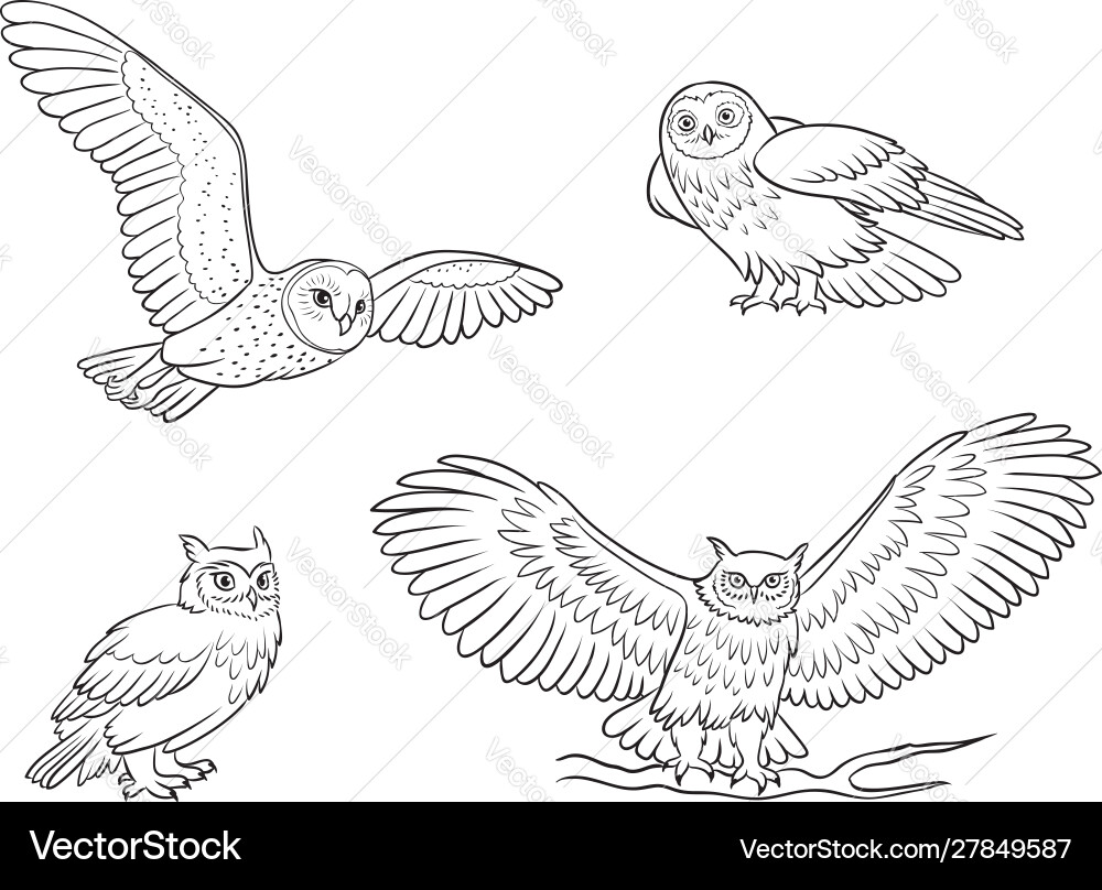 Realistic owls in outlines Royalty Free Vector Image
