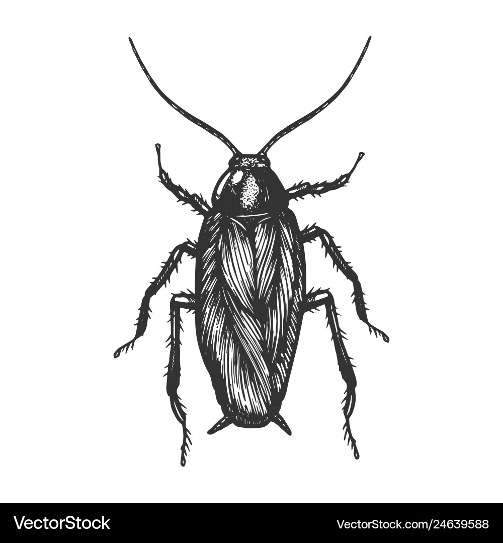 Cockroach bug sketch engraving Royalty Free Vector Image
