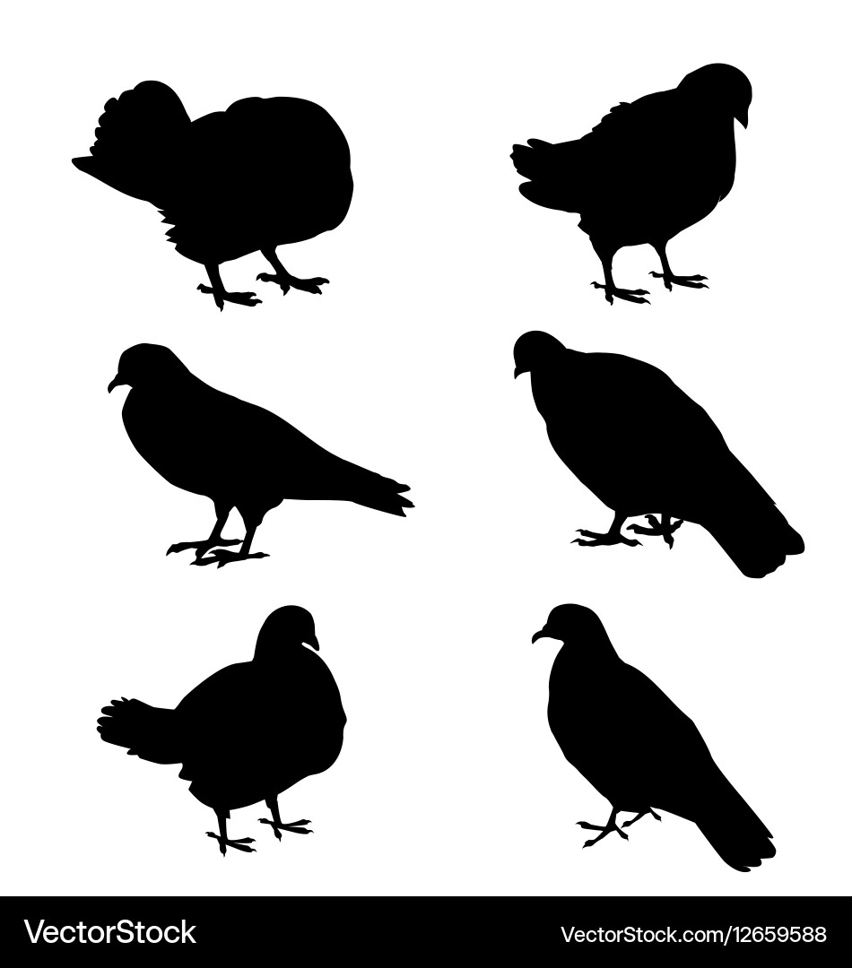 Pigeon Royalty Free Vector Image - VectorStock