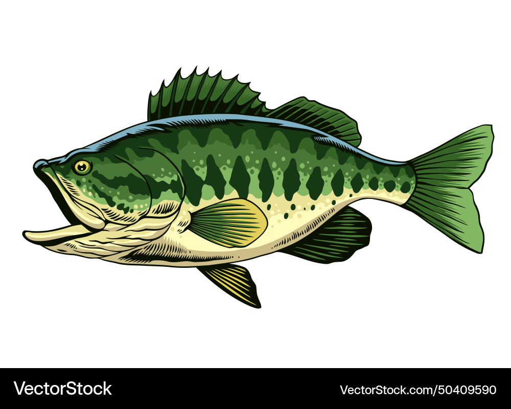 Green Big Bass Fish Cartoon Royalty Free Vector Image