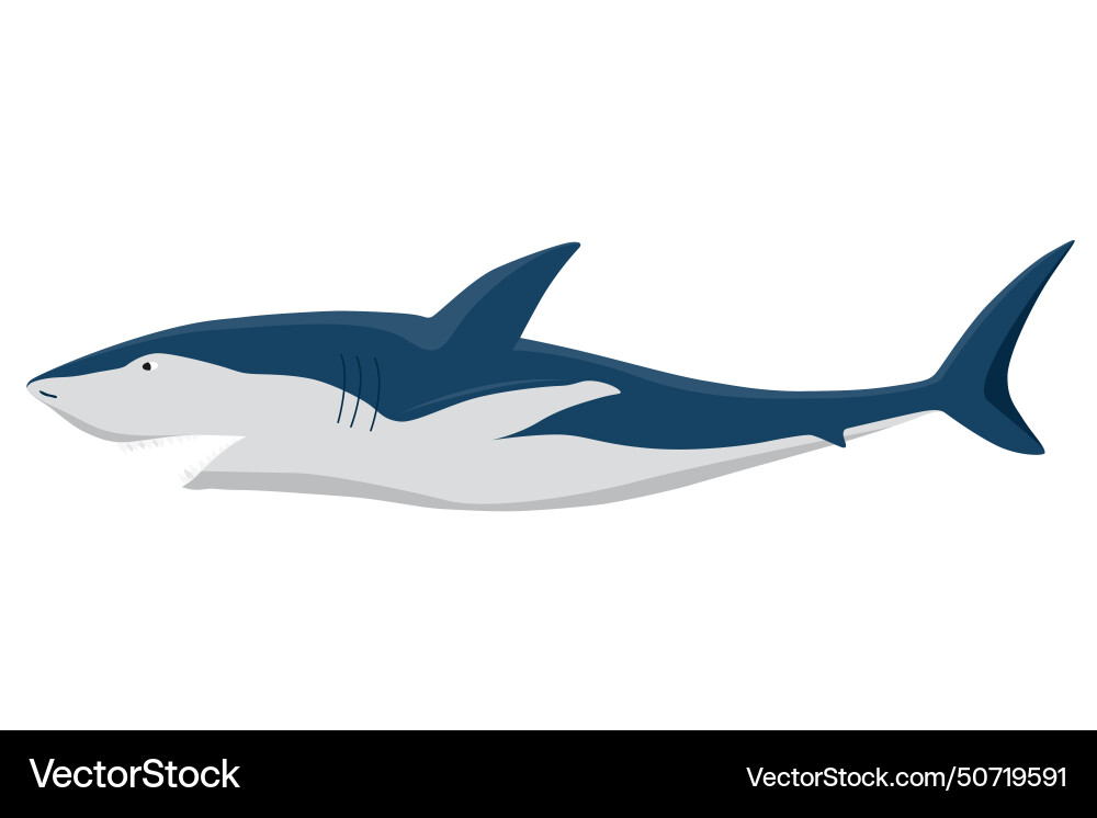 Shark marine predator fish character underwater Vector Image