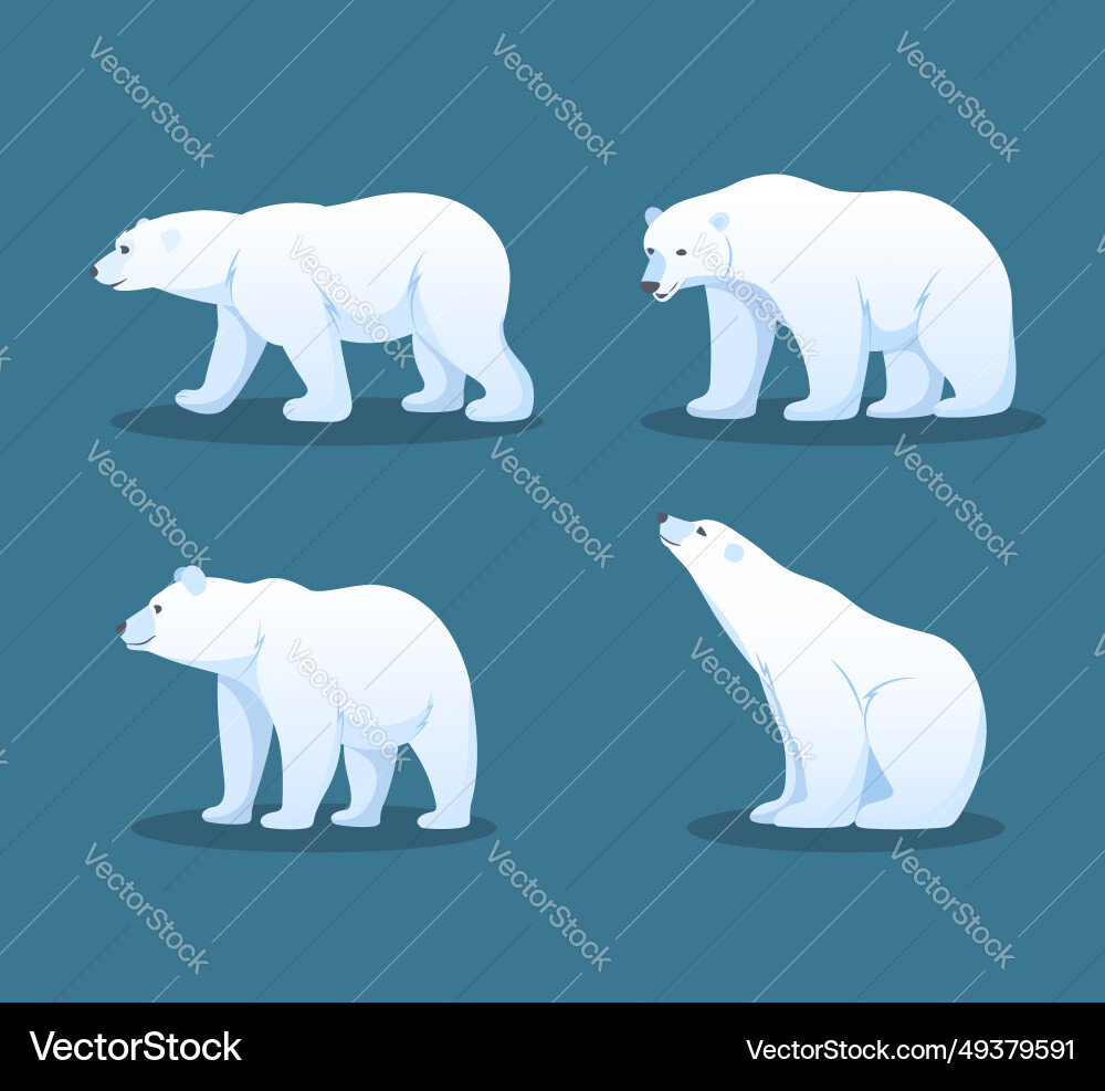 White polar bears Royalty Free Vector Image - VectorStock