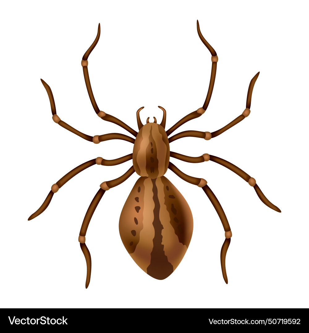 Spider dangerous wild insect symbol spooky Vector Image