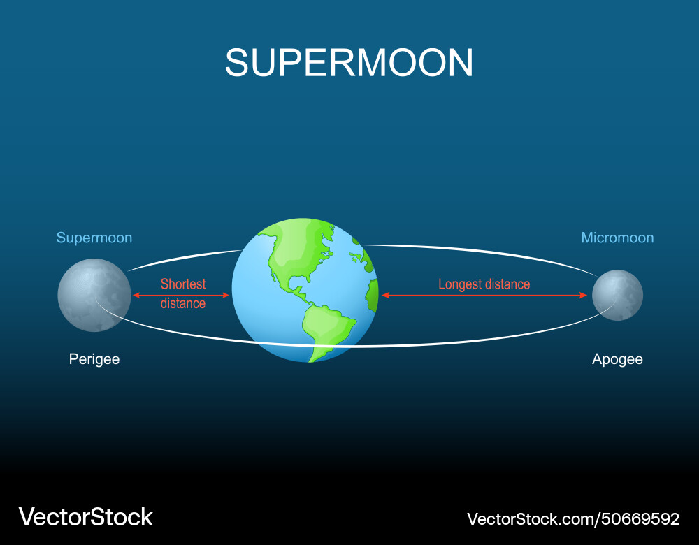 Supermoon micromoon apogee perigee lunar cycle Vector Image