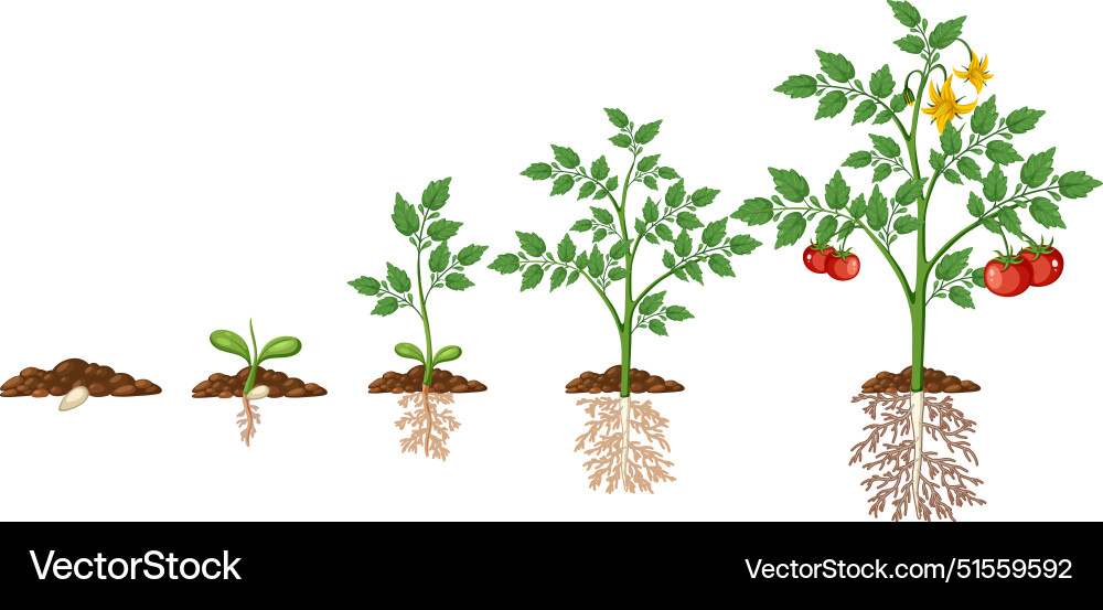 Tomato plant growth stages Royalty Free Vector Image